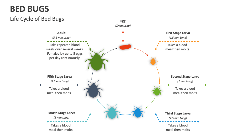 Bed Bugs PowerPoint and Google Slides Template - PPT Slides