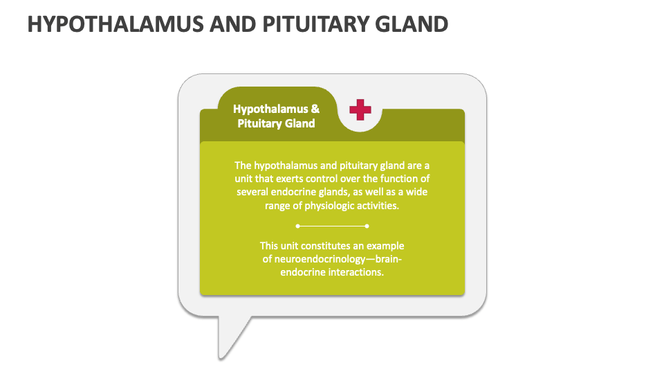Hypothalamus and Pituitary Gland PowerPoint Presentation Slides - PPT Template