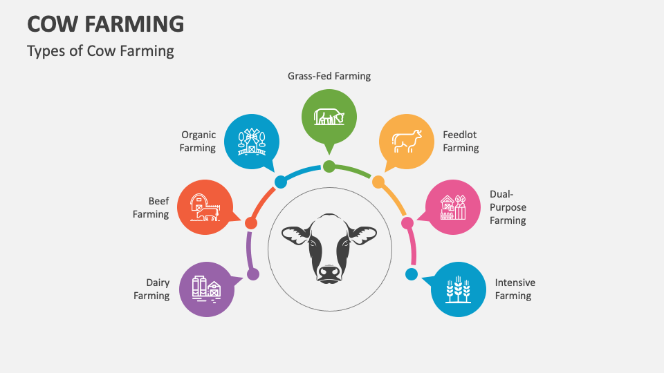 Cow Farming PowerPoint and Google Slides Template - PPT Slides