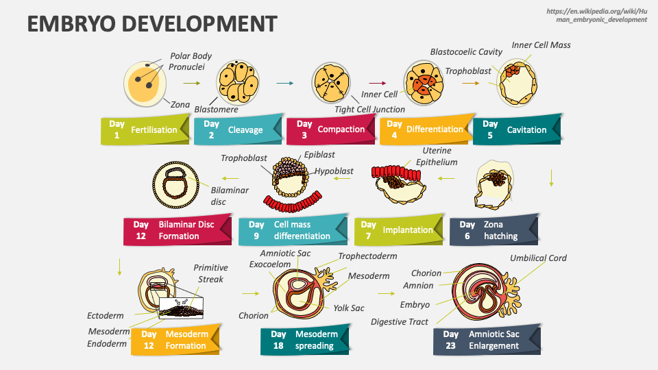 Embryo Development PowerPoint and Google Slides Template - PPT Slides