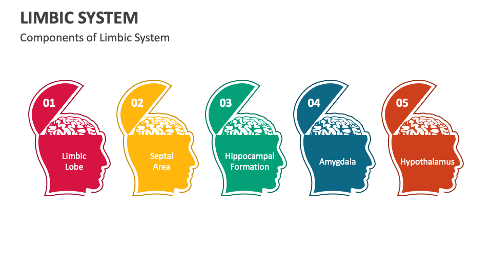 Limbic System PowerPoint Presentation Slides - PPT Template