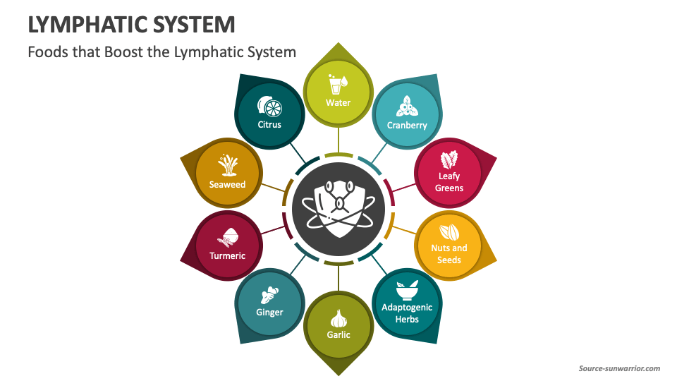 Lymphatic System PowerPoint and Google Slides Template - PPT Slides