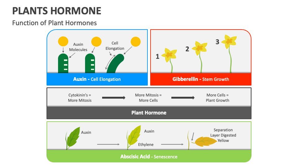 Plants Hormone PowerPoint and Google Slides Template - PPT Slides