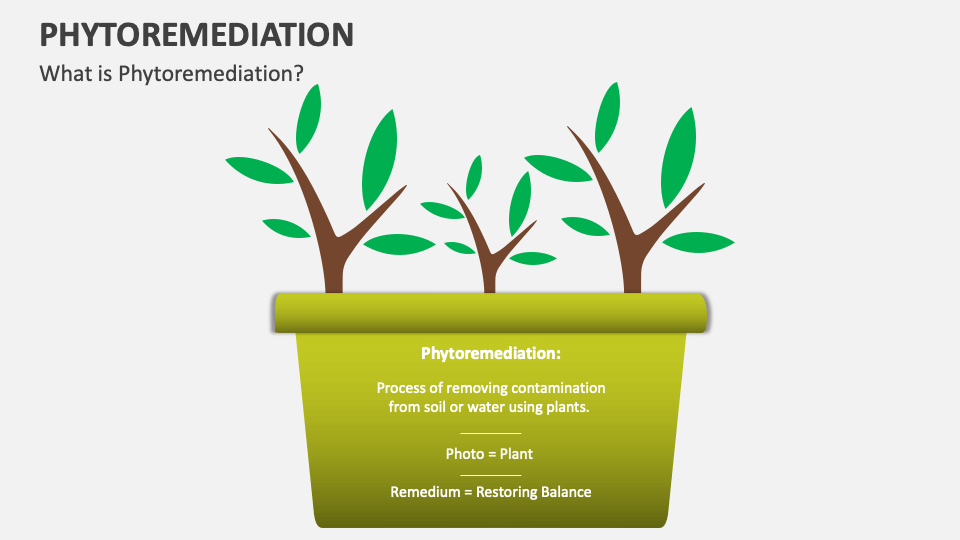 Phytoremediation Animation