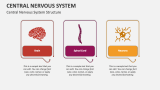 Central Nervous System PowerPoint and Google Slides Template - PPT Slides