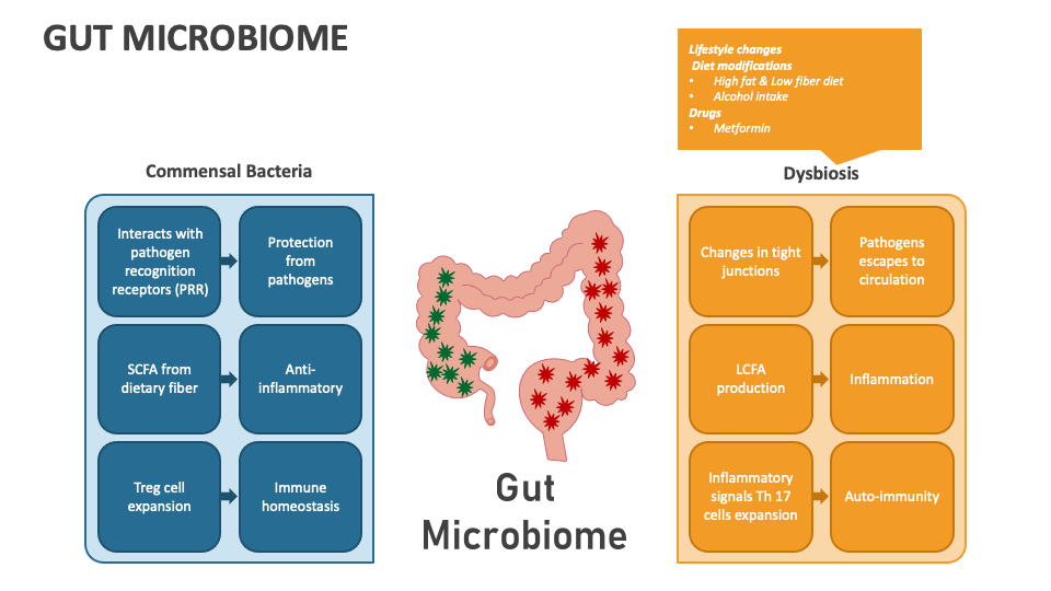 Gut Microbiome PowerPoint and Google Slides Template - PPT Slides