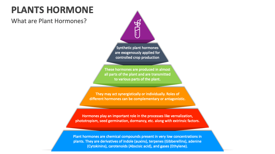 Plants Hormone PowerPoint and Google Slides Template - PPT Slides