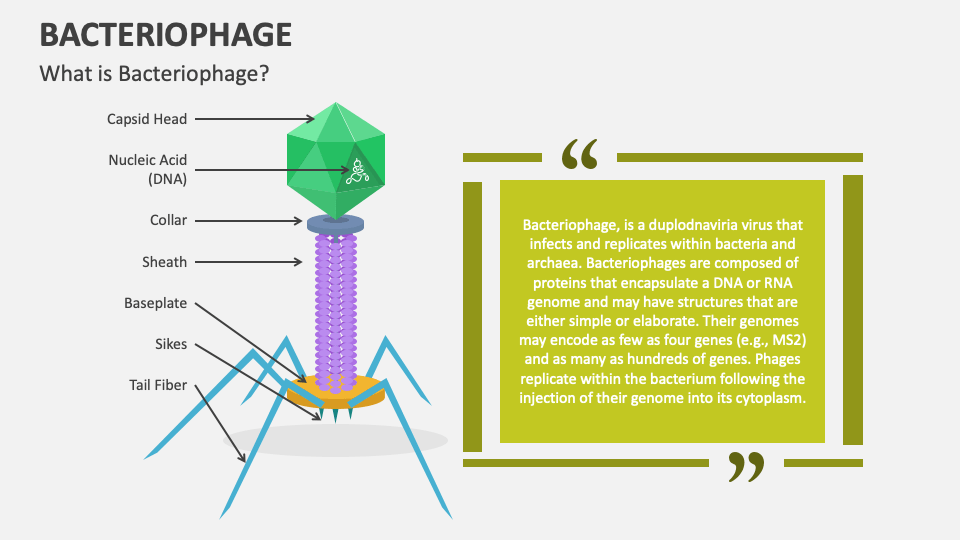 M S2 Bacteriophage Diagram