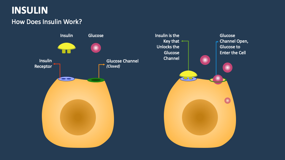 Insulin PowerPoint and Google Slides Template - PPT Slides