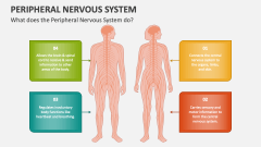 Peripheral Nervous System PowerPoint Presentation Slides - PPT Template
