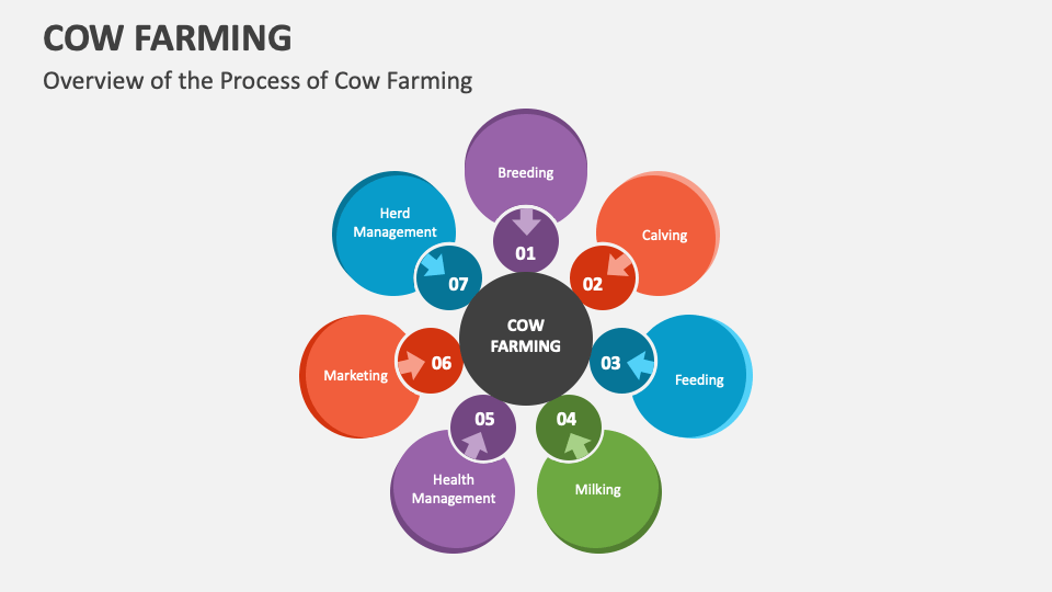 Cow Farming PowerPoint and Google Slides Template - PPT Slides