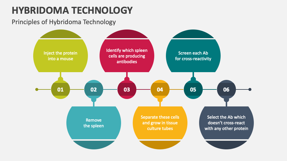 Hybridoma Technology PowerPoint and Google Slides Template - PPT Slides