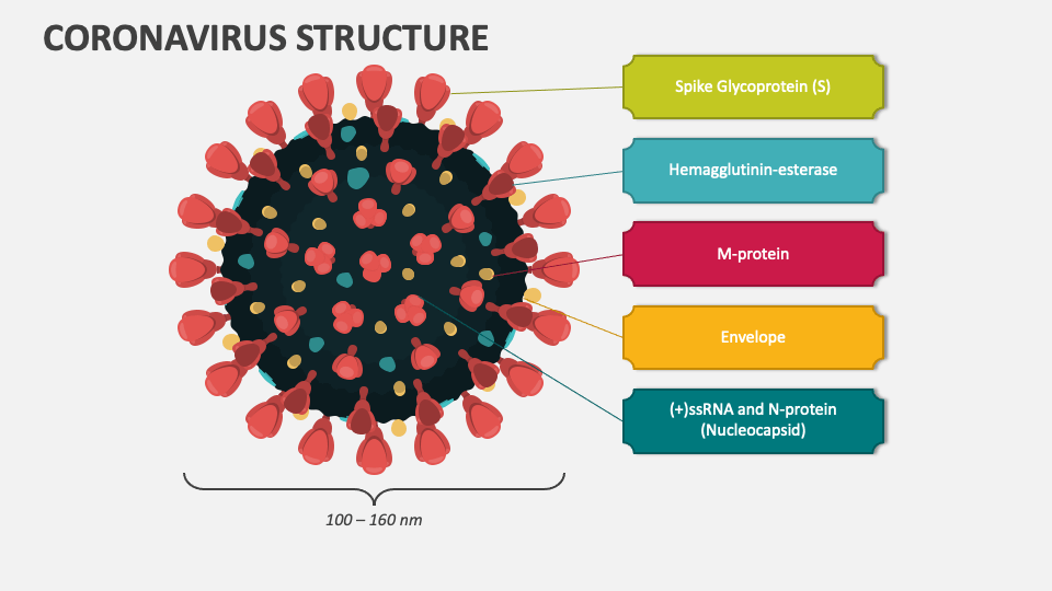 Coronavirus Structure PowerPoint Presentation Slides - PPT Template