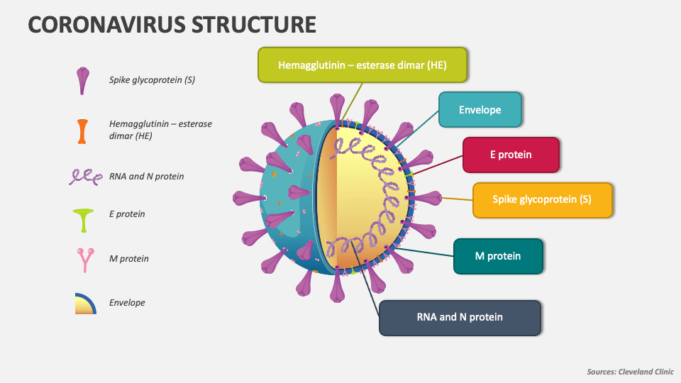 Coronavirus Structure PowerPoint Presentation Slides - PPT Template