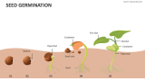 Seed Germination PowerPoint and Google Slides Template - PPT Slides