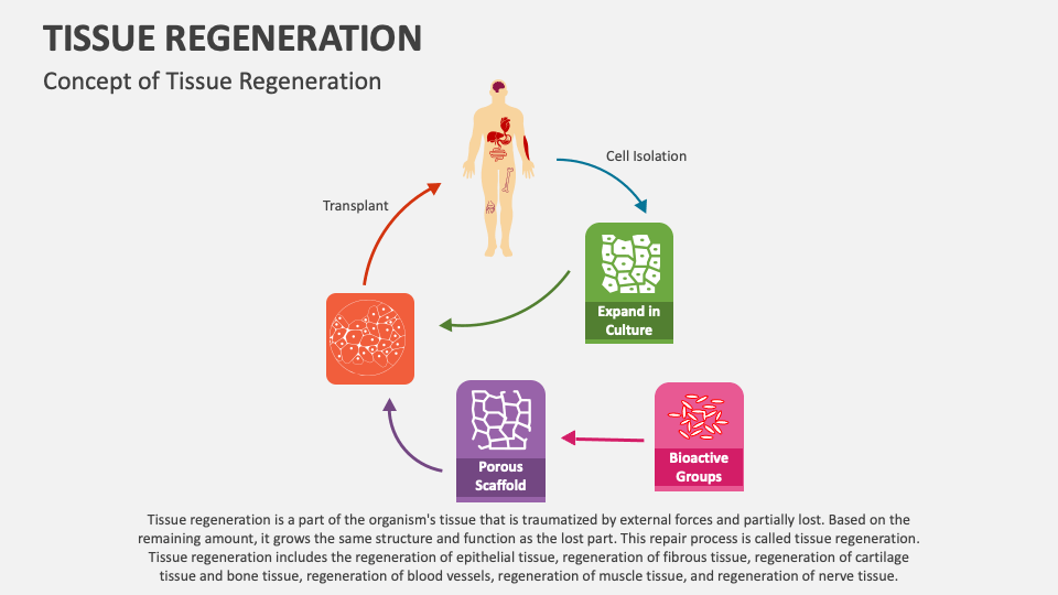 Tissue Regeneration PowerPoint and Google Slides Template - PPT Slides