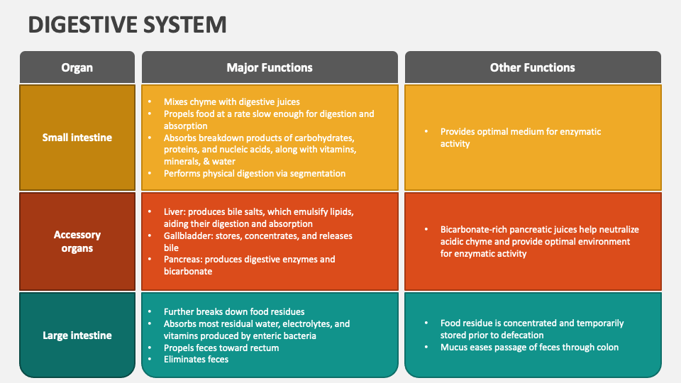 Digestive System PowerPoint and Google Slides Template - PPT Slides
