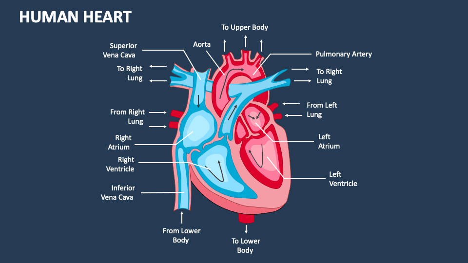 Human Heart PowerPoint and Google Slides Template - PPT Slides