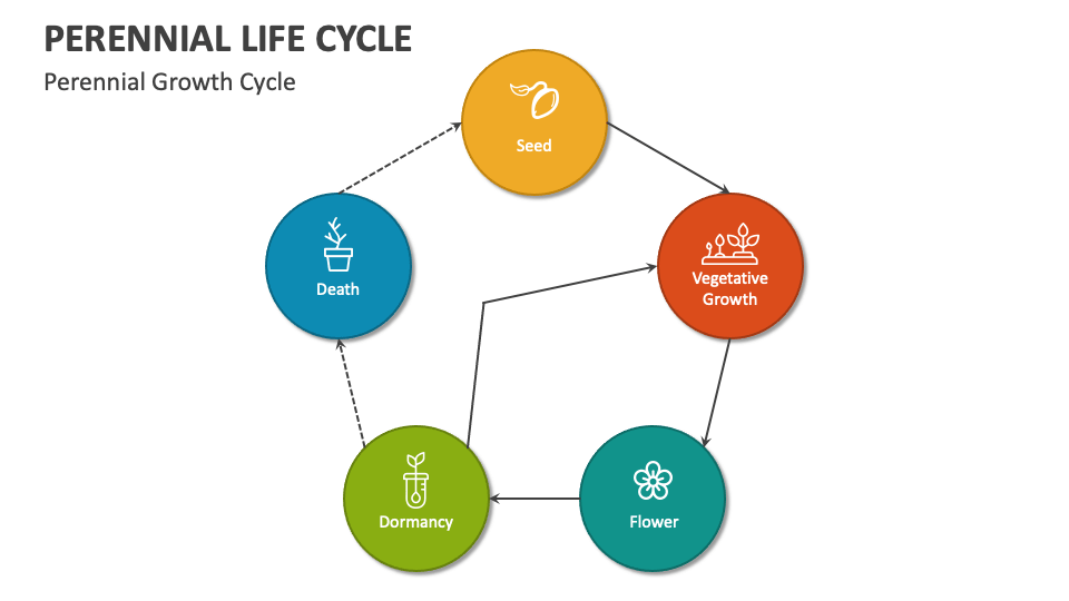 Perennial Life Cycle PowerPoint and Google Slides Template - PPT Slides