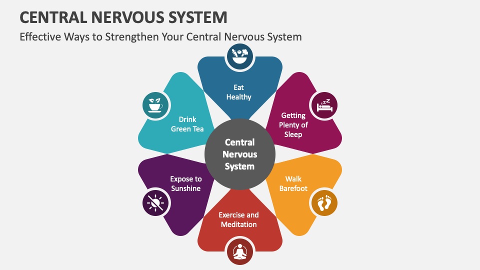 Central Nervous System PowerPoint and Google Slides Template - PPT Slides Central Nervous System PowerPoint and Google Slides Template - PPT Slides