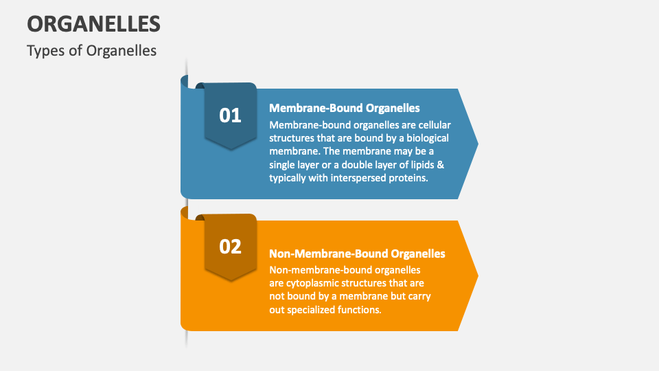 Organelles PowerPoint and Google Slides Template - PPT Slides