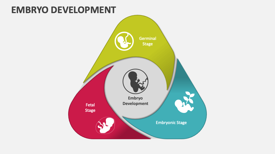 Embryo Development PowerPoint and Google Slides Template - PPT Slides