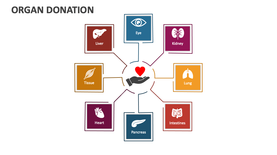 Organ Donation PowerPoint and Google Slides Template - PPT Slides