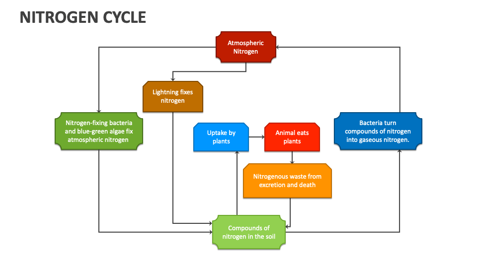 Nitrogen Cycle PowerPoint and Google Slides Template - PPT Slides