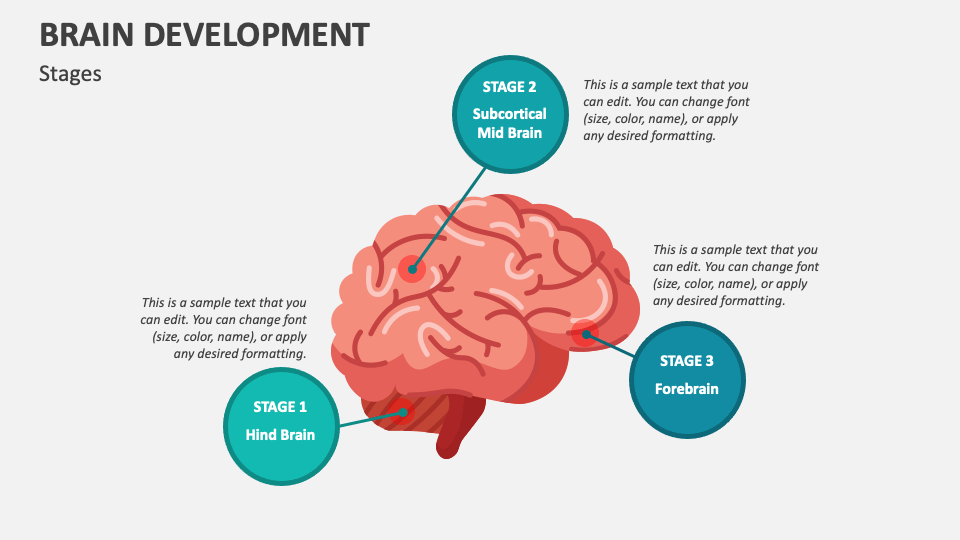 Brain Development PowerPoint and Google Slides Template - PPT Slides