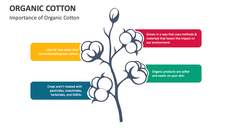 Organic Cotton PowerPoint and Google Slides Template - PPT Slides