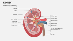 Kidney PowerPoint and Google Slides Template - PPT Slides