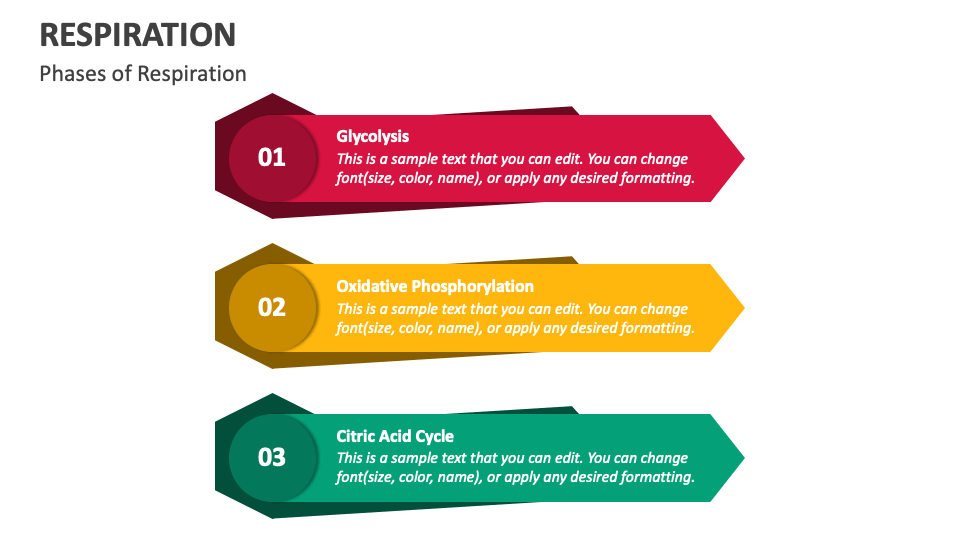 Respiration PowerPoint and Google Slides Template - PPT Slides