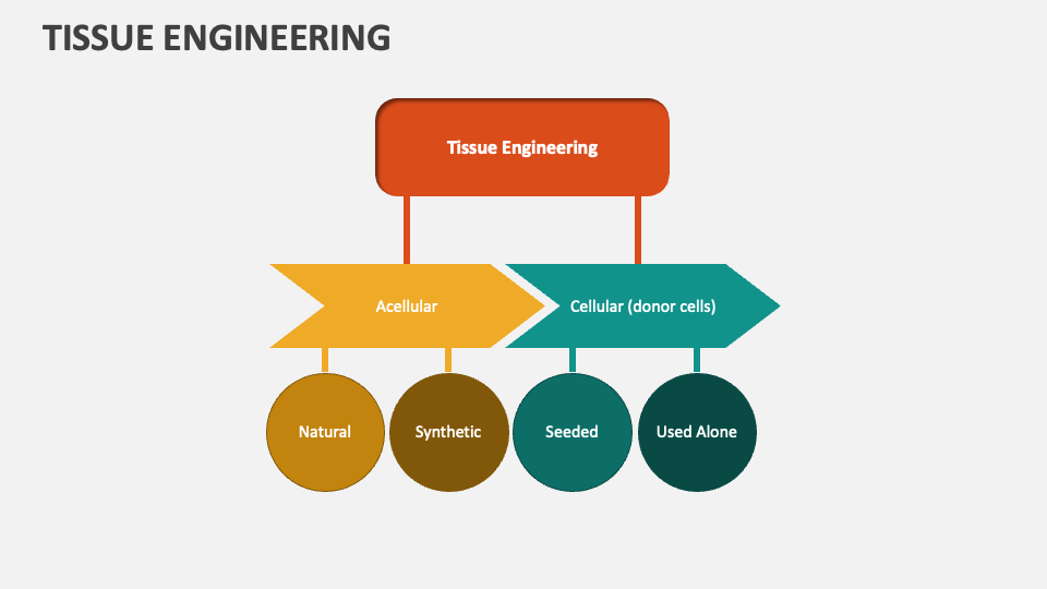 Tissue Engineering Template for PowerPoint and Google Slides - PPT Slides