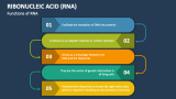 Ribonucleic Acid (RNA) PowerPoint and Google Slides Template - PPT Slides