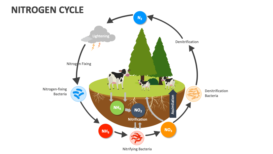 Nitrogen Cycle PowerPoint and Google Slides Template - PPT Slides
