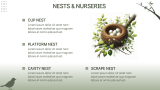 Free - Birds Presentation Template for Google Slides and PowerPoint ...
