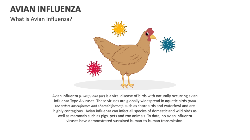 Avian Influenza PowerPoint and Google Slides Template - PPT Slides