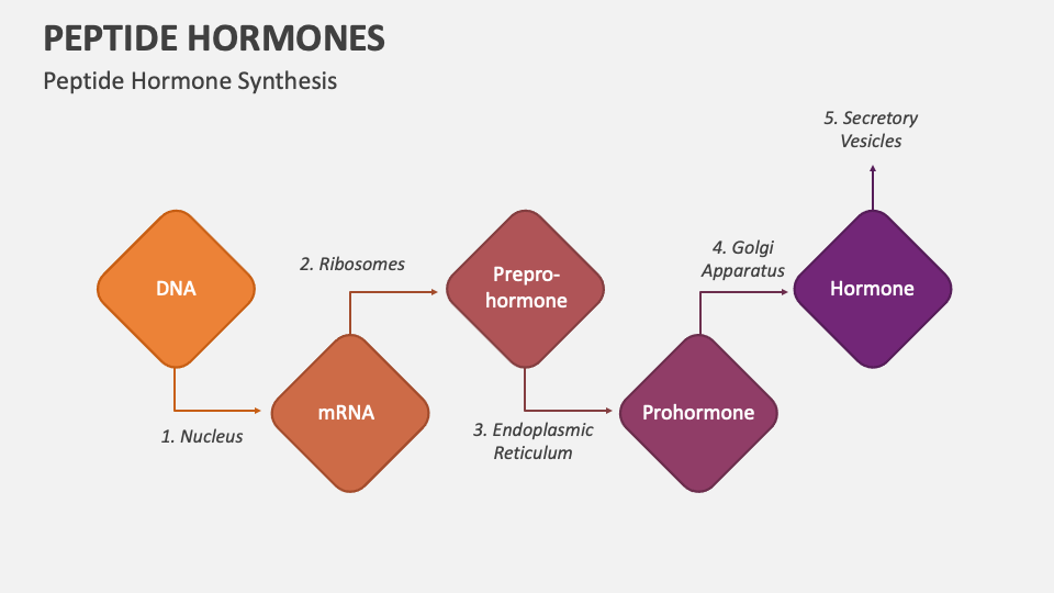 Peptide Hormones PowerPoint and Google Slides Template - PPT Slides