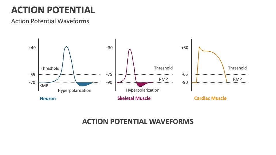 Action Potential PowerPoint and Google Slides Template - PPT Slides