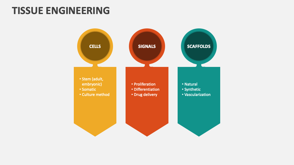 Tissue Engineering Template for PowerPoint and Google Slides - PPT Slides