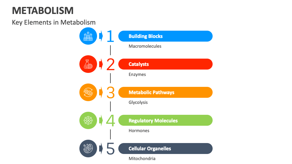 Metabolism Template for Google Slides and PowerPoint - PPT Slides