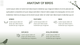 Free - Birds Presentation Template for Google Slides and PowerPoint ...