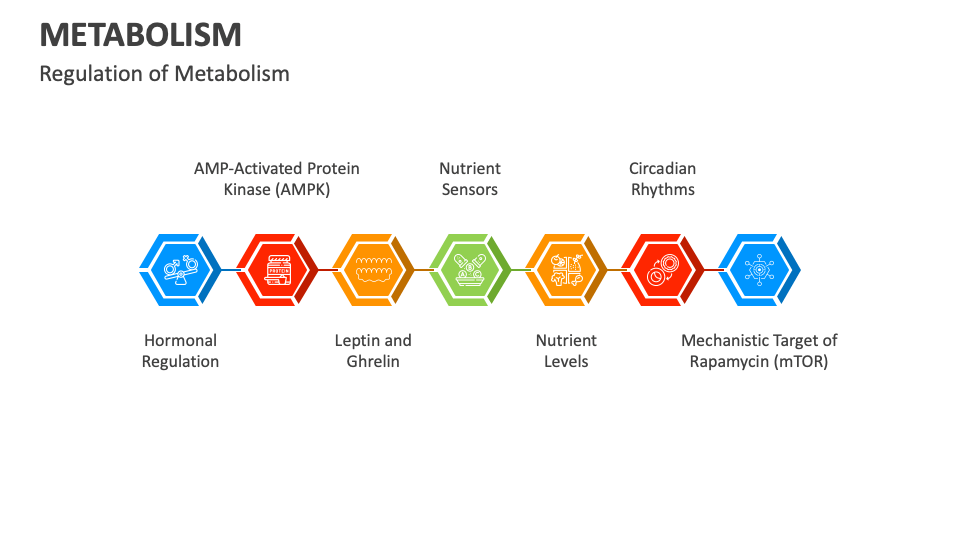 Metabolism Template for Google Slides and PowerPoint - PPT Slides