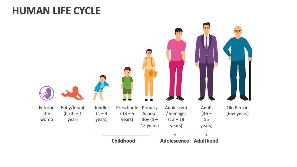 Human Life Cycle PowerPoint and Google Slides Template - PPT Slides Human Life Cycle PowerPoint and Google Slides Template - PPT Slides
