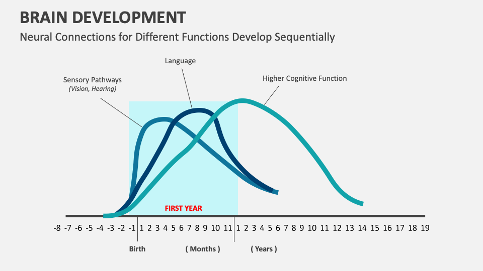Brain Development PowerPoint and Google Slides Template - PPT Slides