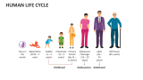 Human Life Cycle PowerPoint and Google Slides Template - PPT Slides