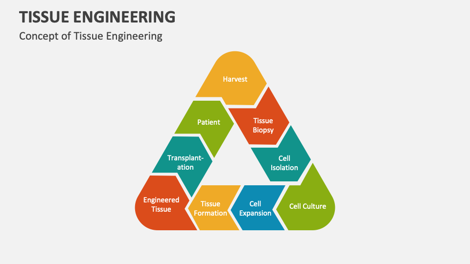 Tissue Engineering Template for PowerPoint and Google Slides - PPT Slides