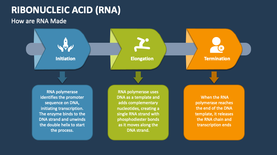 Ribonucleic Acid (RNA) PowerPoint and Google Slides Template - PPT Slides