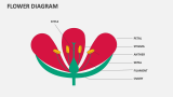 Flower Diagram Template for PowerPoint and Google Slides - PPT Slides