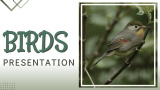 Free - Birds Presentation Template for Google Slides and PowerPoint ...
